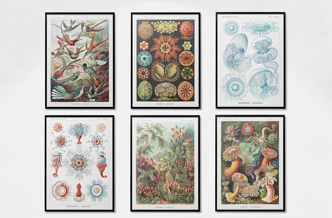Ernst Haeckel Digital Print Set of 24, Haeckel Printable Art, Ernst ...