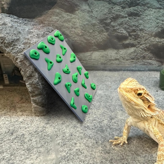 Lizard Climbing Wall