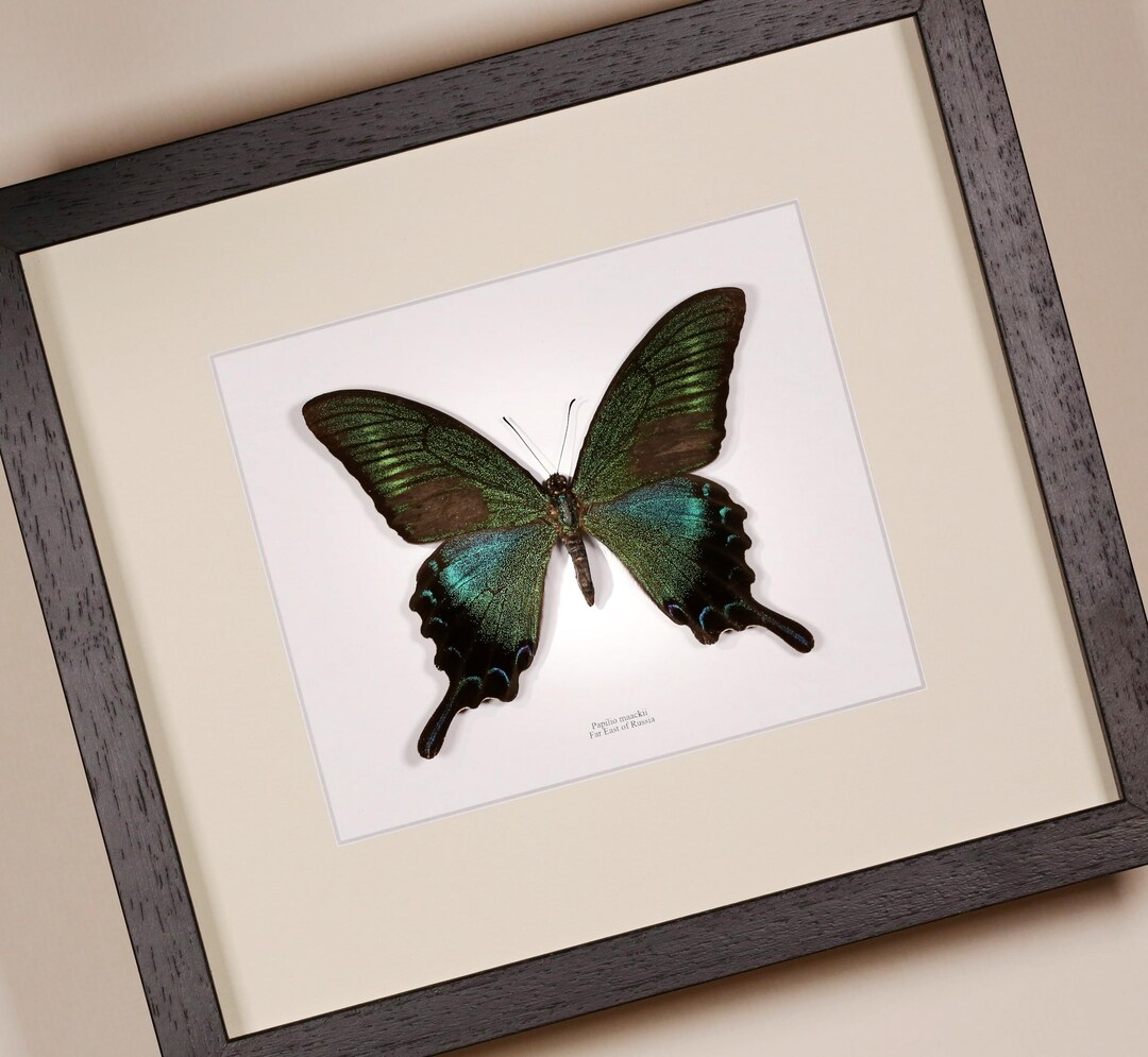 Alpine Black Swallowtail Papilio Maackii Real Framed Butterfly ...