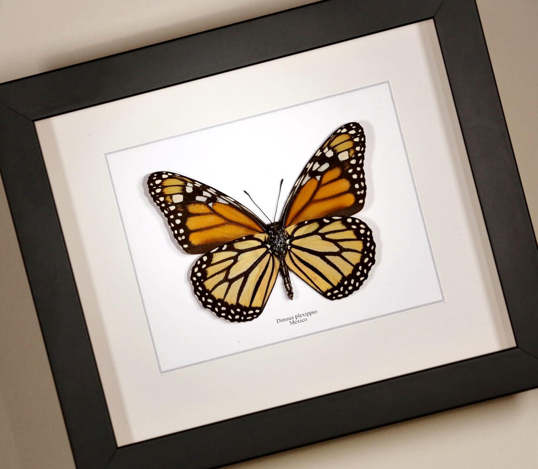Monarch Butterfly ( Danaus Plexippus ) Underside Real Framed Butterfly ...