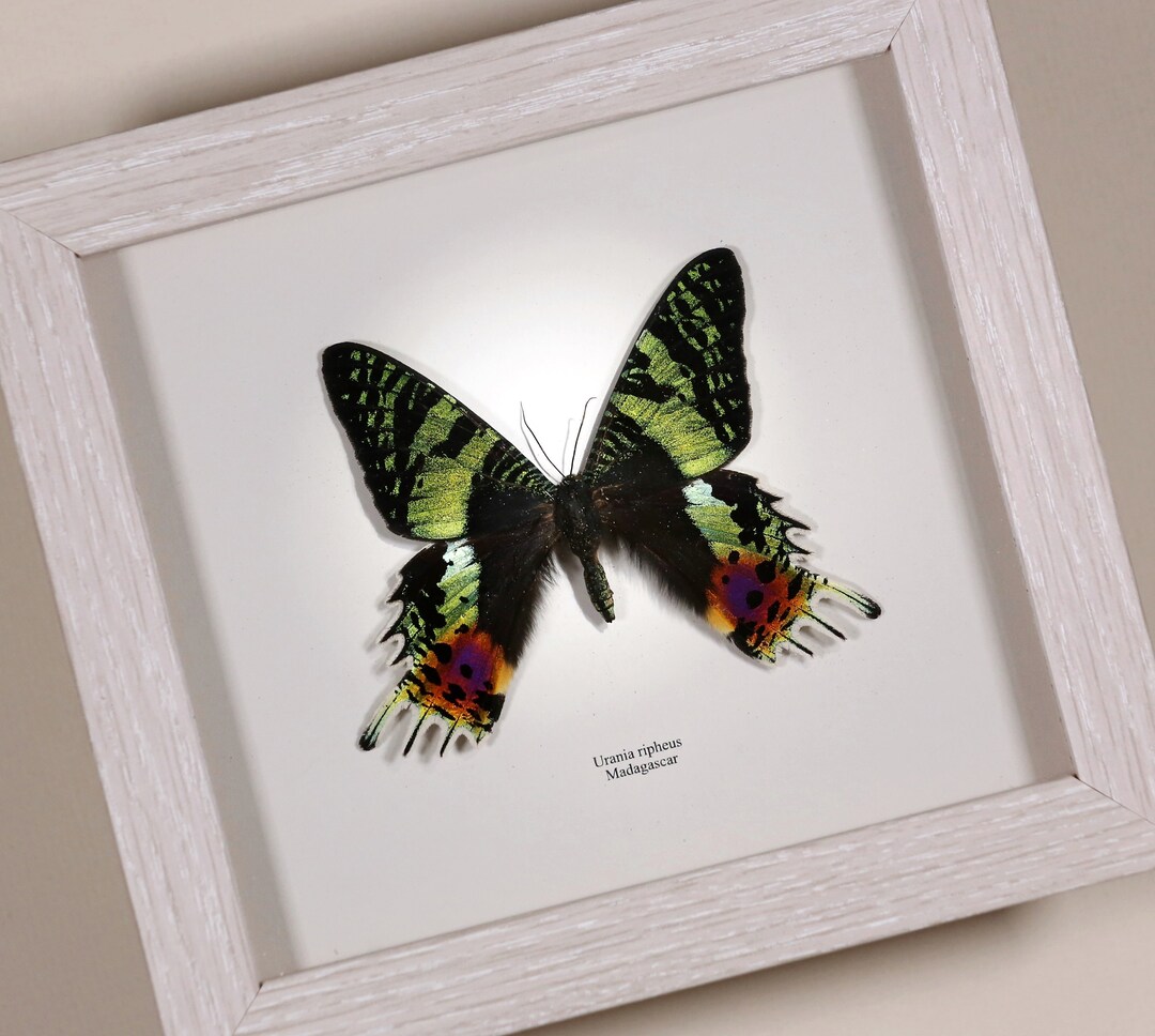 Sunset Moth Urania Ripheus Real Framed Butterfly Taxidermy Insect - Etsy