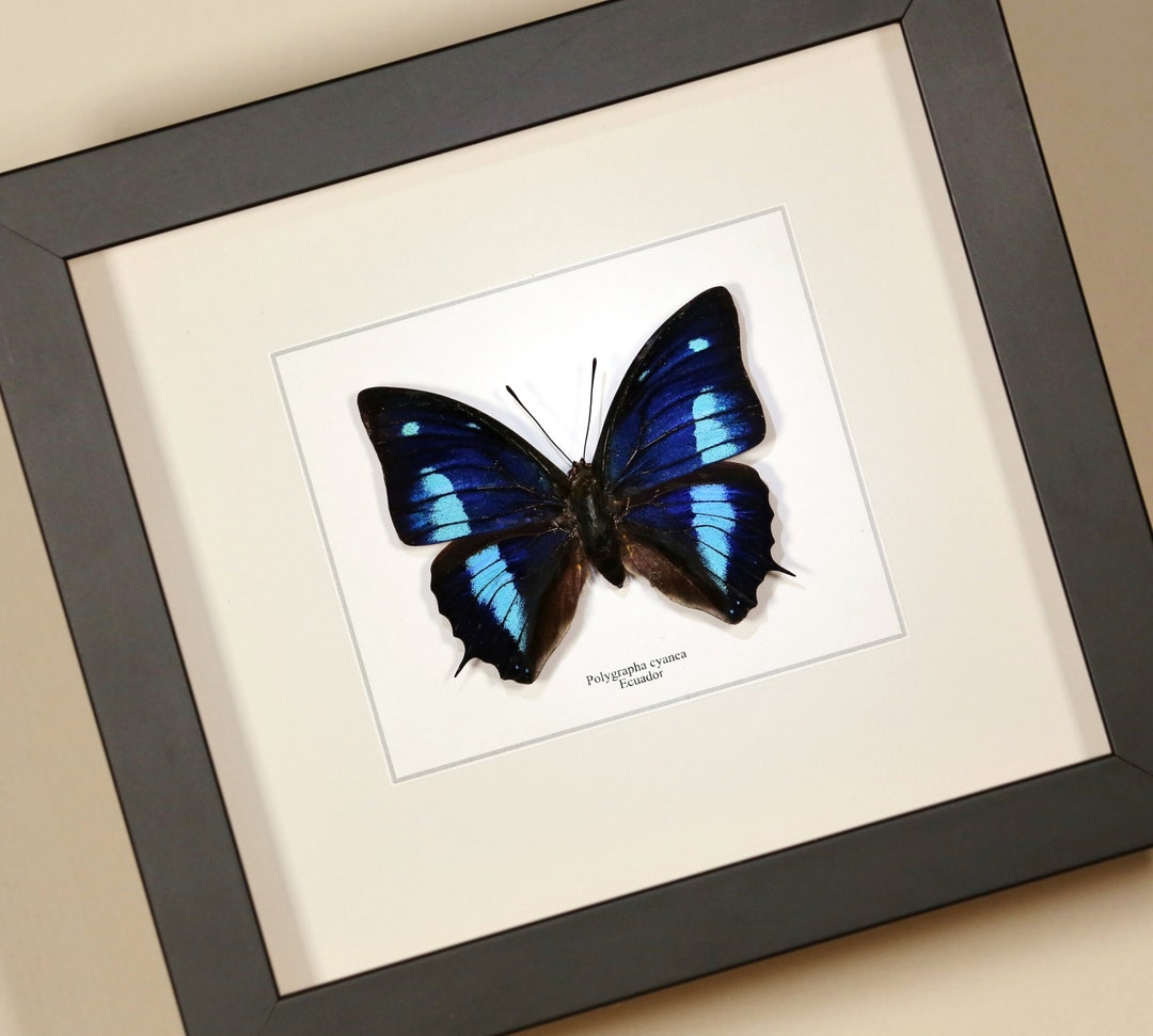 ポリグラファ（アナエア）シアネア - 本物の蝶の昆虫剥製 - Etsy 日本
