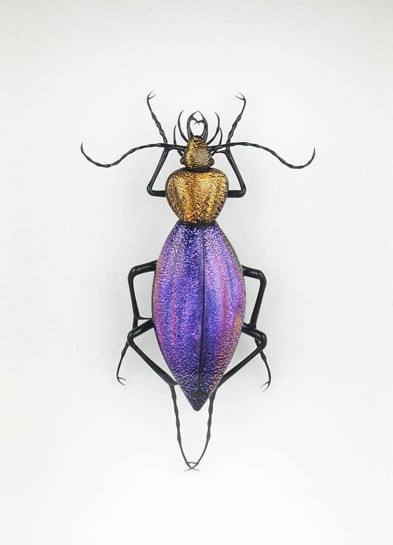 Murano Glass Beetle - Ceroglossus Chilensis - Glass Insect - Glass Bugs ...