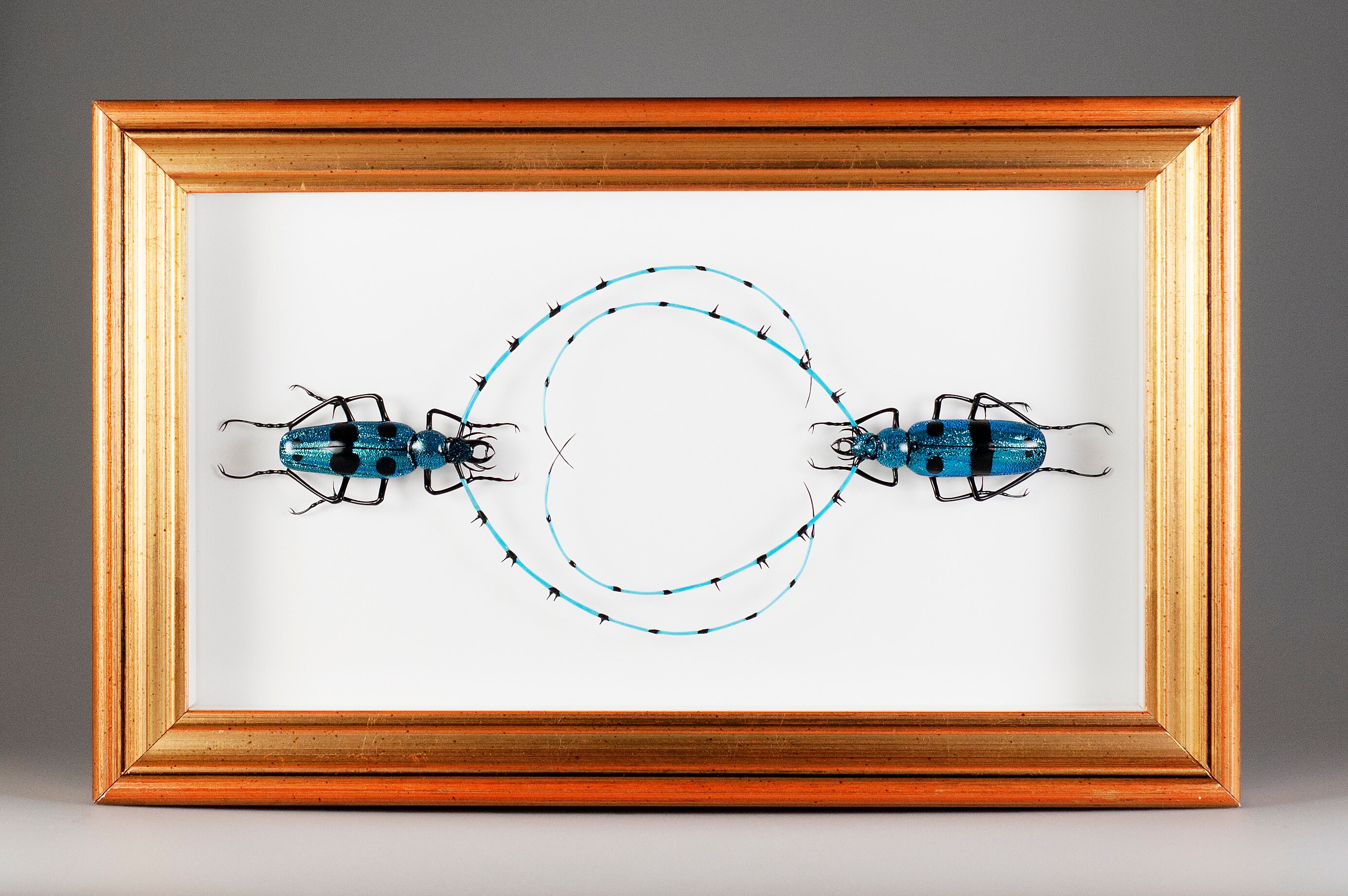 Murano Glass Beetles Rosalia Composition Glass Insects - Etsy