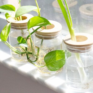 Propagation Station Jar Flower Vase With Bamboo Lid - Etsy