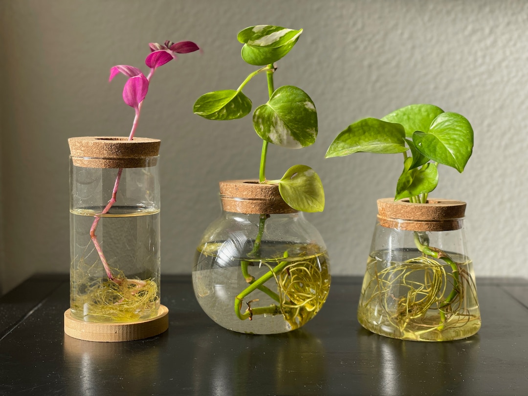 Propagation Jar Hydroponic Vase Cork Lid Plant Terrarium - Etsy