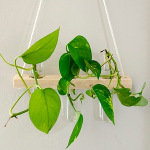 Hanging Wall Propagation Station - Etsy