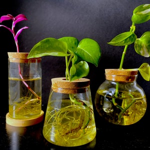 Propagation Jar Hydroponic Vase Cork Lid Plant Terrarium - Etsy