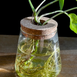 Propagation Jar Hydroponic Vase Cork Lid Plant Terrarium - Etsy