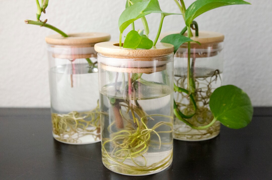 Propagation Station Jar Flower Vase With Bamboo Lid - Etsy