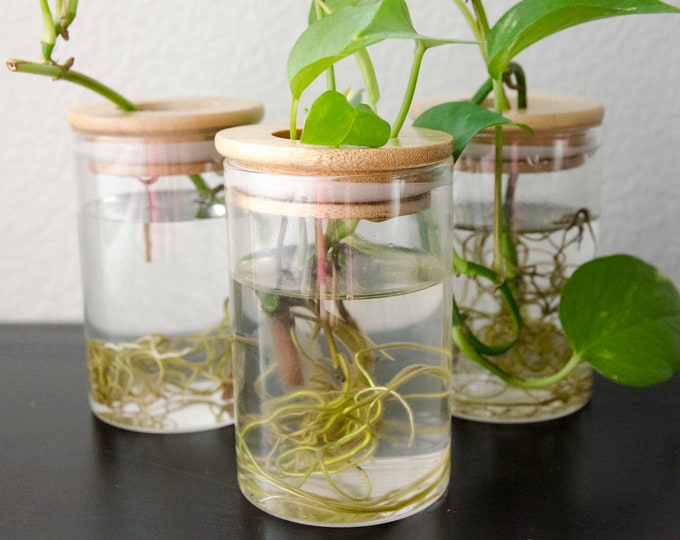Propagation Station Jar Flower Vase With Bamboo Lid - Etsy