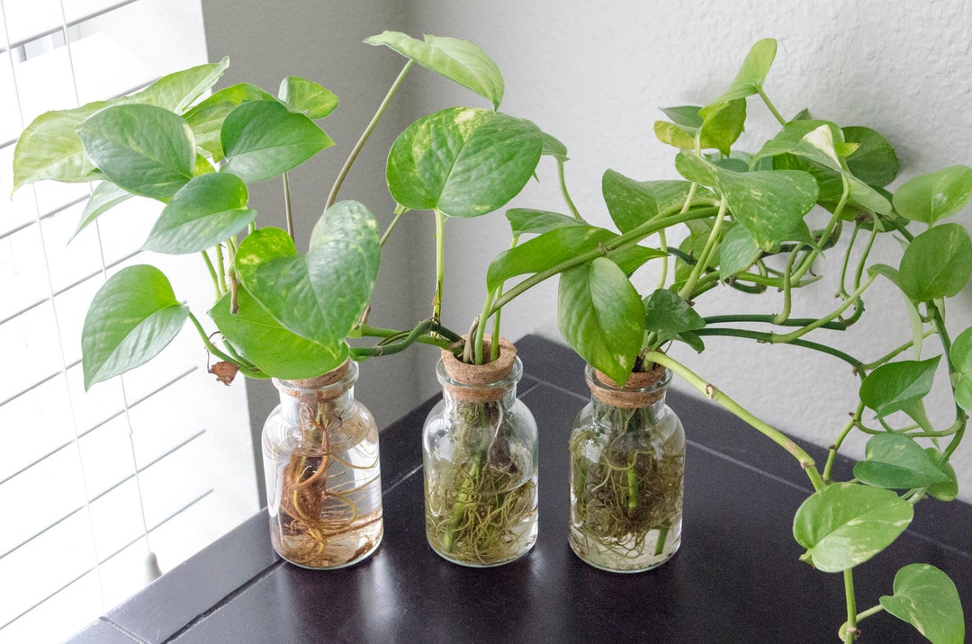 Propagation Station Jar Flower Vase - Etsy