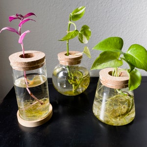 Propagation Jar Hydroponic Vase Cork Lid Plant Terrarium - Etsy