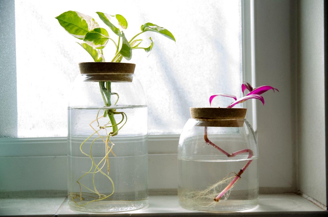 Desktop Glass Propagation Vase Round Cork Lid - Etsy