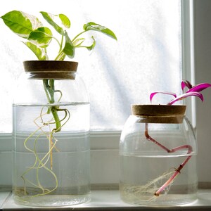 Desktop Glass Propagation Vase Round Cork Lid - Etsy