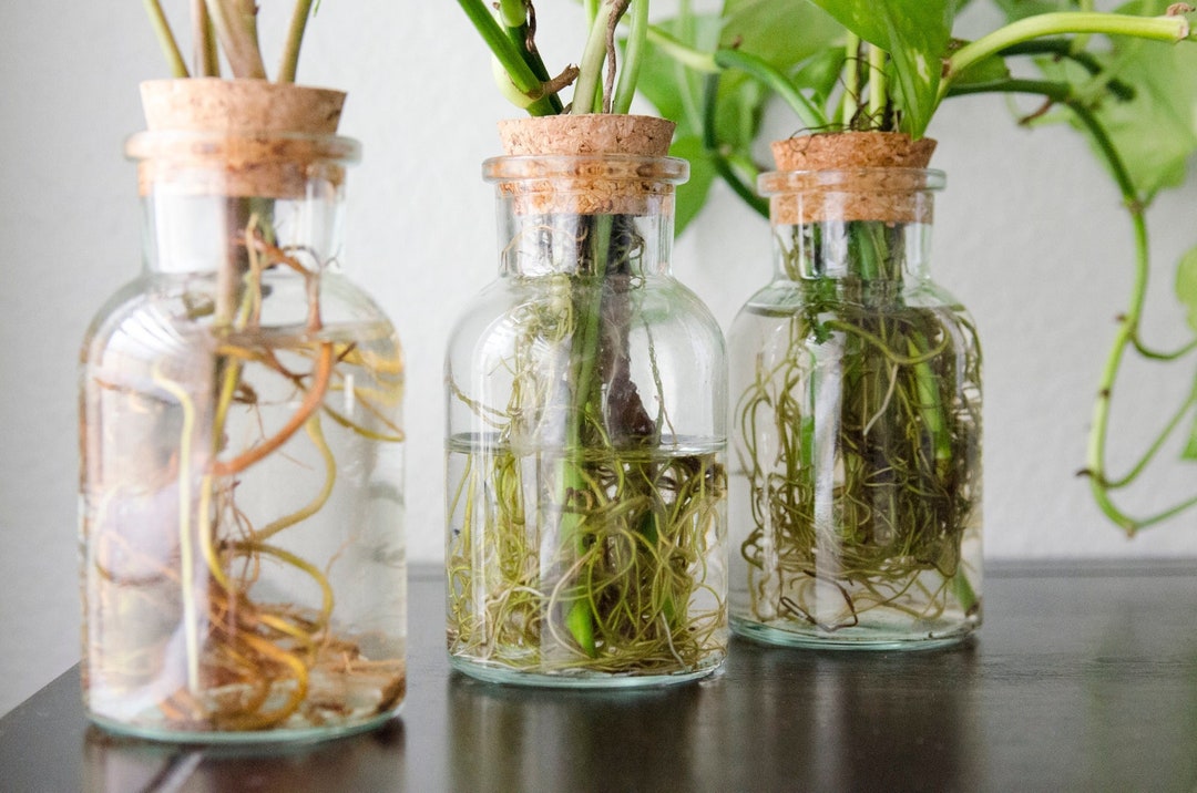 Propagation Station Jar Flower Vase - Etsy