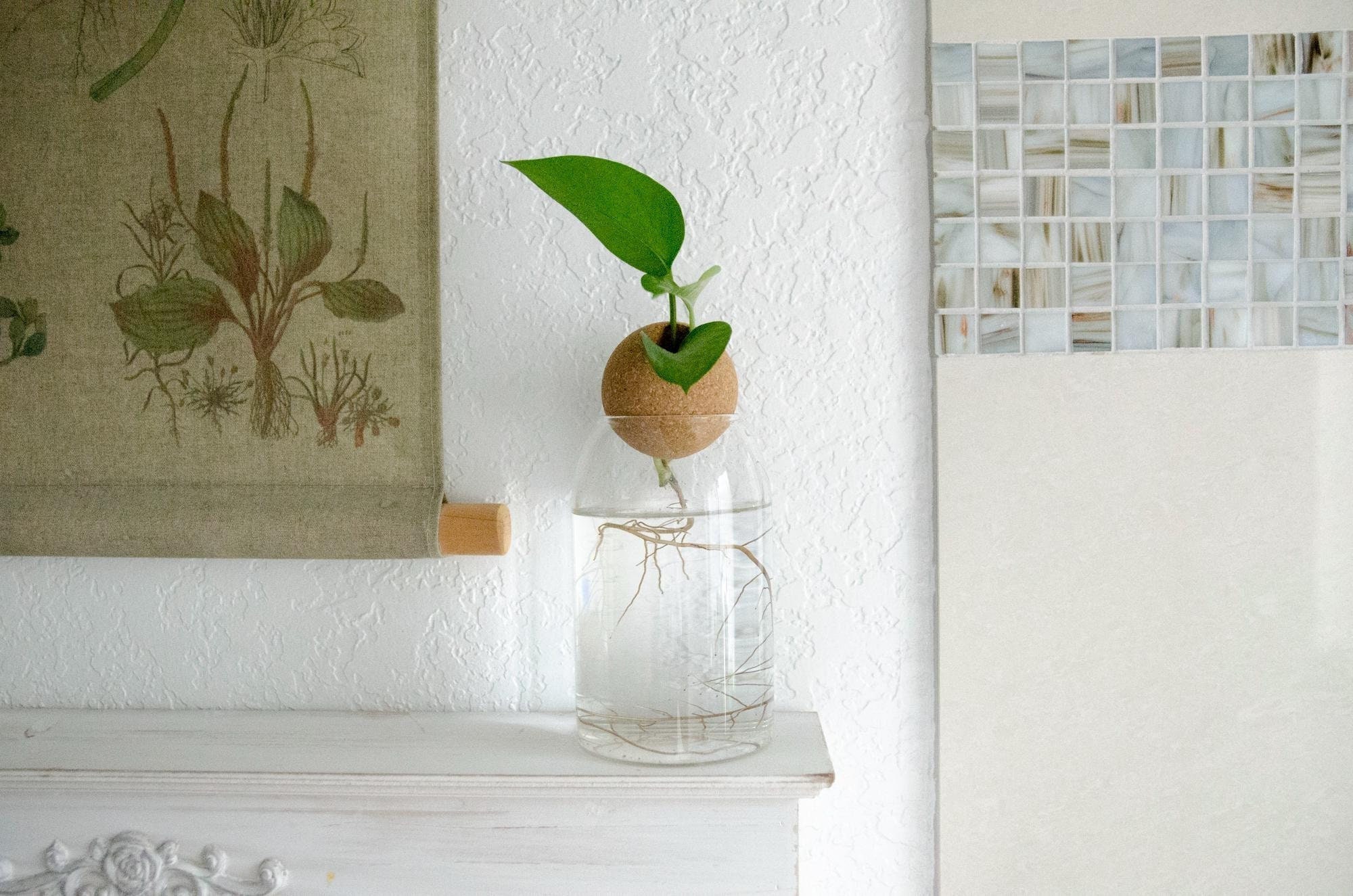 Glass Propagation Vase Hydroponic Spherical Cork Planter - Etsy