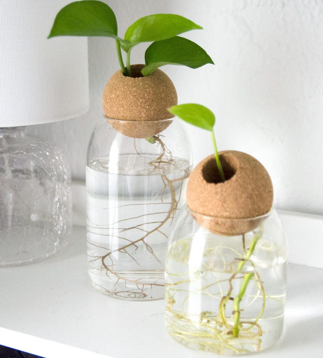 Glass Propagation Vase Hydroponic Spherical Cork Planter - Etsy