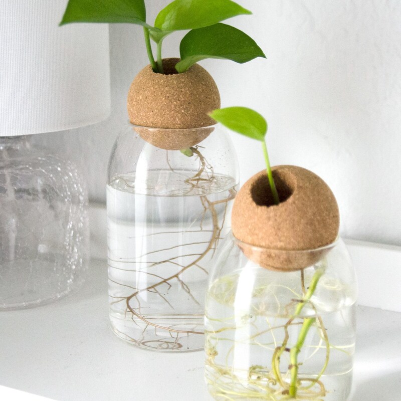 Glass Containers Cork Top - Etsy