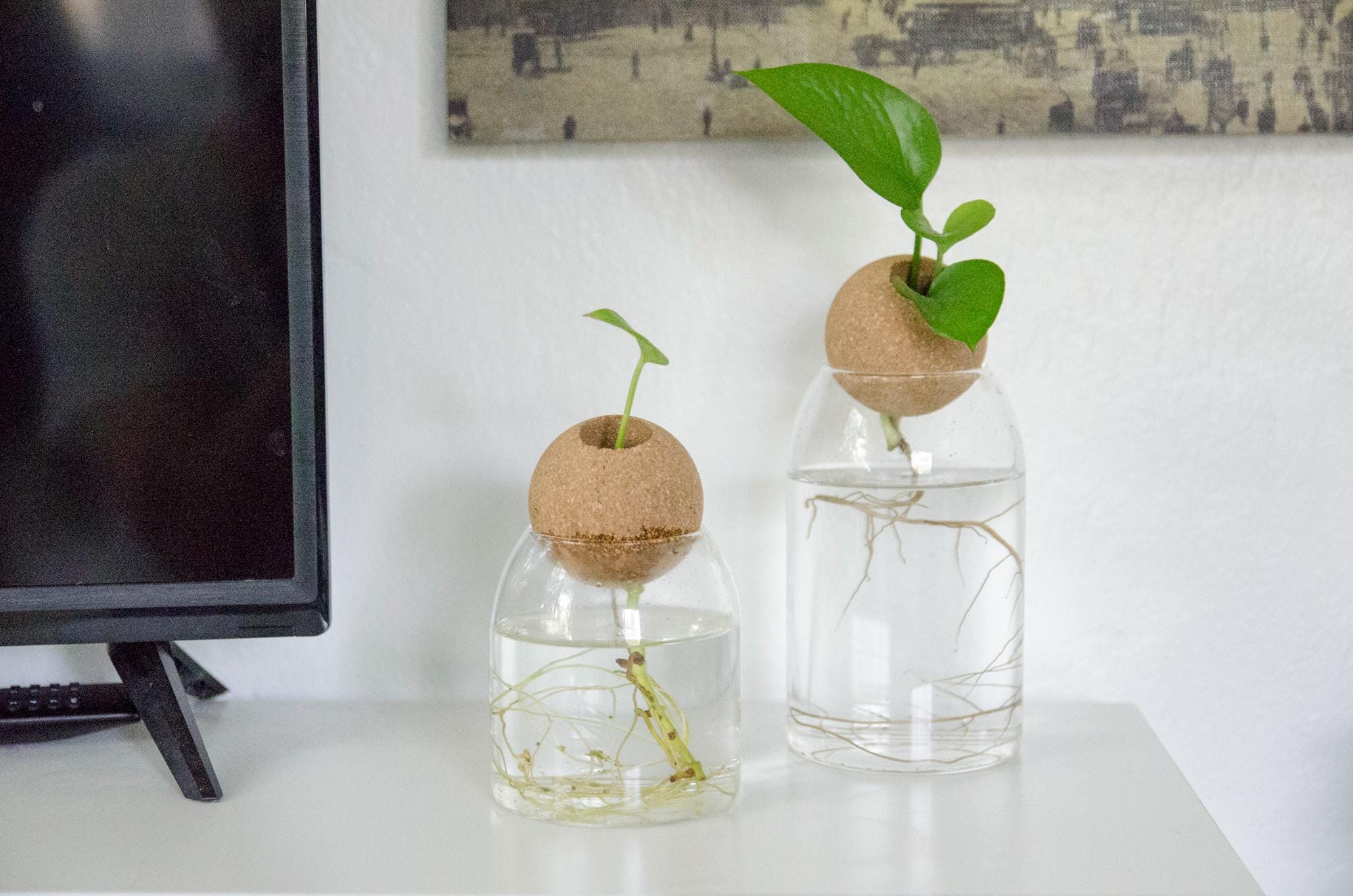 Glass Propagation Vase Hydroponic Spherical Cork Planter - Etsy