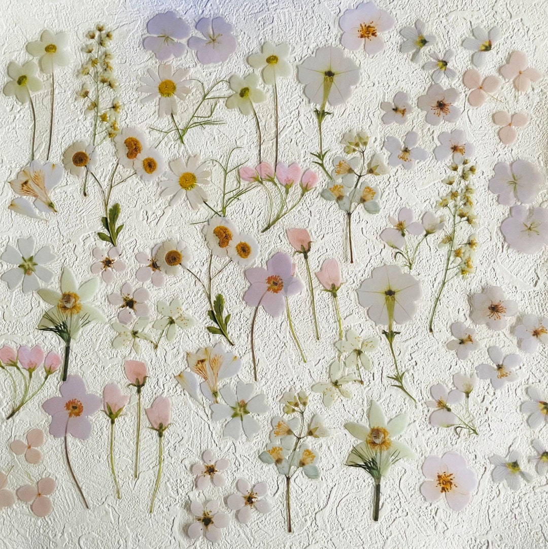 40 Pcs Dried Flowers Sticker Set, Various Types of White Pressed ...