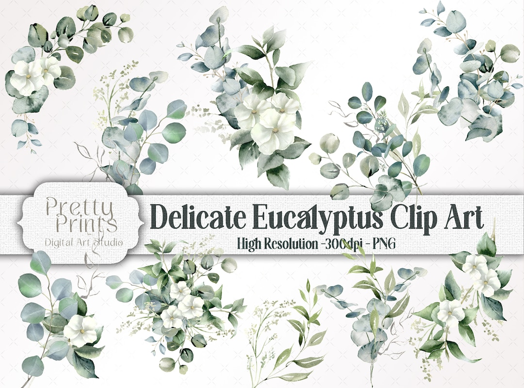 Eucalyptus Watercolor Clipart: Floral PNG Graphics (digital Download ...