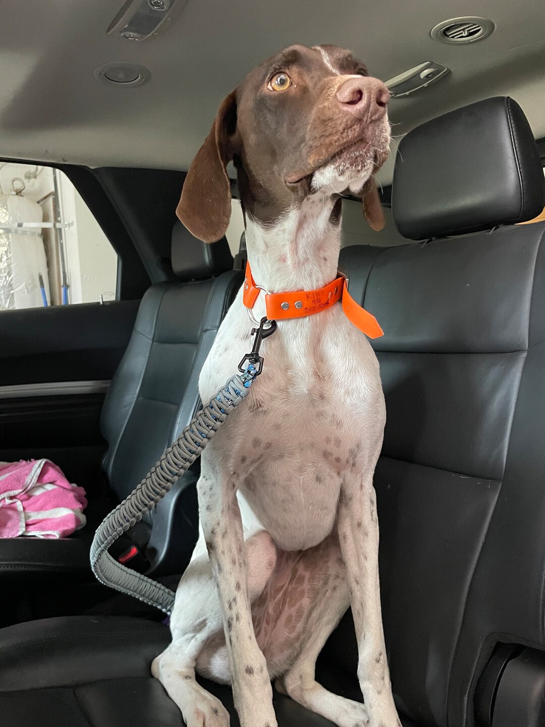 Dog Car Safety Sling // Dog Car Sling // Dog Sling // Dog Car Leash ...