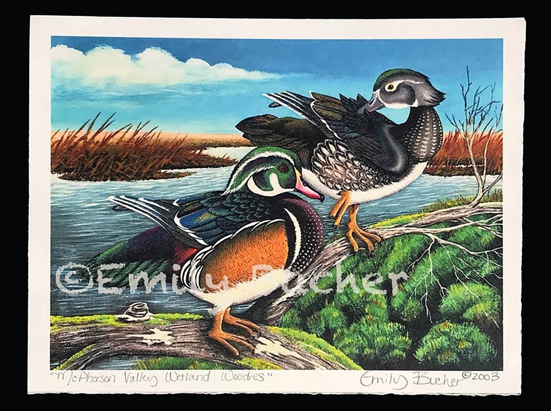 Wood Duck Print | Emily Bucher "mcpherson Valley Wetland Woodies", 9" X ...