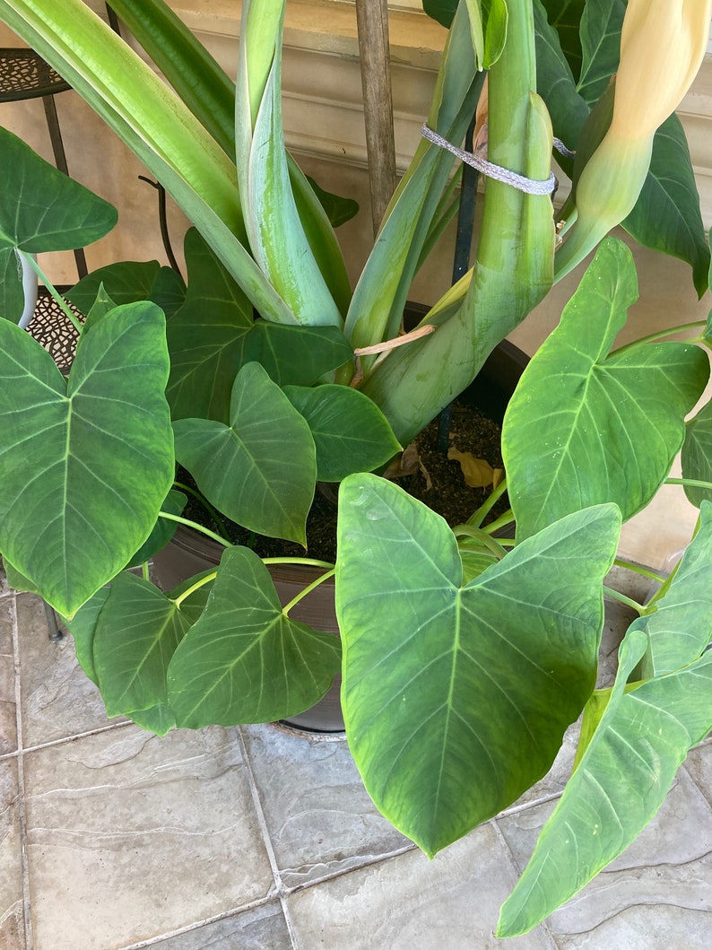 Giant Elephant Ear Colocasia - Etsy