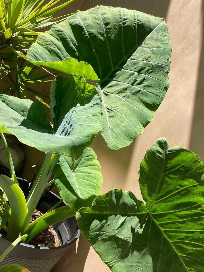 Giant Elephant Ear Colocasia - Etsy
