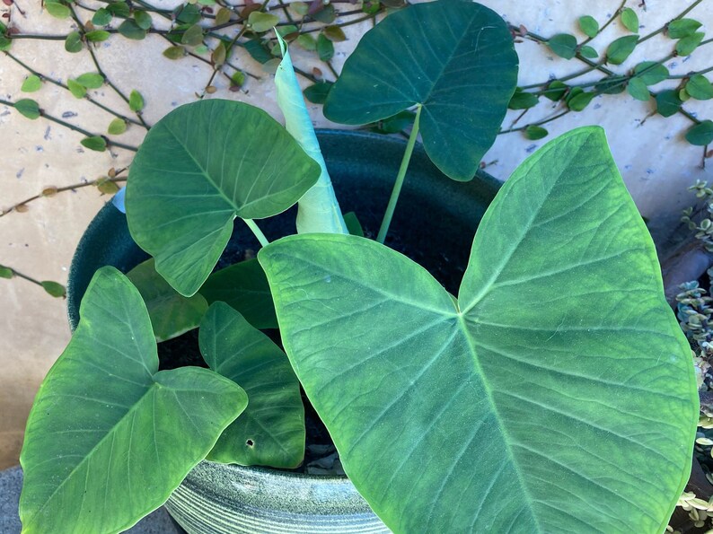 Giant Elephant Ear Colocasia - Etsy