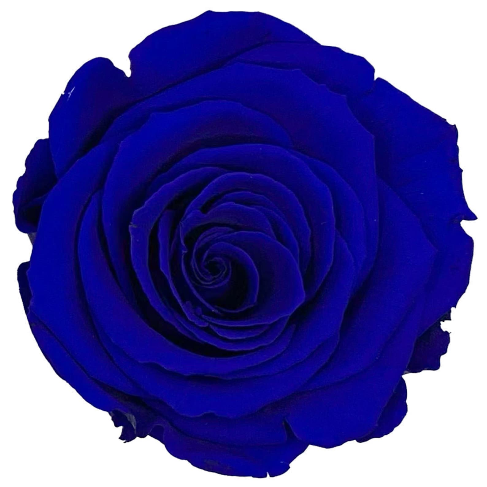 Wholesale XL Roseamor Ecuadorian Preserved Roses, High Quality PACK OF ...