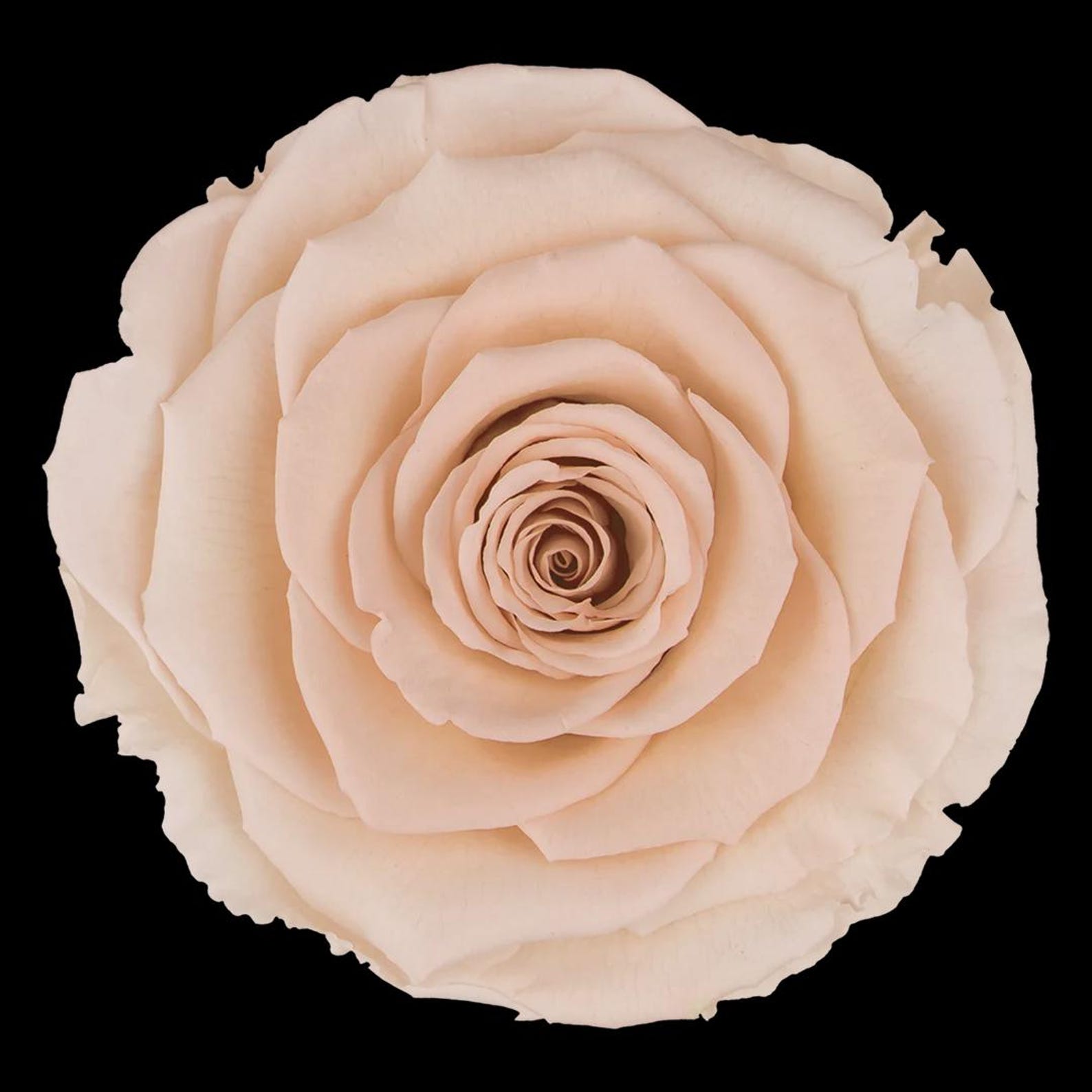 Wholesale LL+ Roseamor Ecuadorian Preserved Roses, High Quality PACK OF ...
