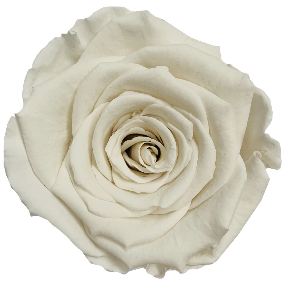 Wholesale XL Roseamor Ecuadorian Preserved Roses, High Quality PACK OF ...