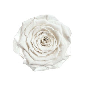 Wholesale XL Roseamor Ecuadorian Preserved Roses, High Quality PACK OF ...