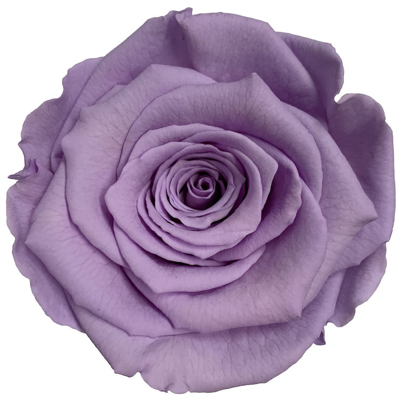 Wholesale XL Roseamor Ecuadorian Preserved Roses, High Quality PACK OF ...