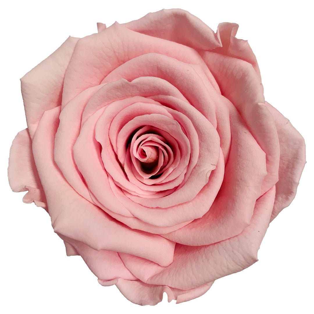 Wholesale XL Roseamor Ecuadorian Preserved Roses, High Quality PACK OF ...