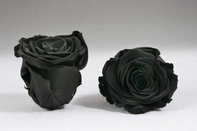 Wholesale XL Roseamor Ecuadorian Preserved Roses, High Quality PACK OF ...