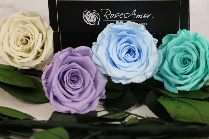 Wholesale XL Roseamor Ecuadorian Preserved Roses, High Quality PACK OF ...