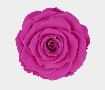 Wholesale LL+ Roseamor Ecuadorian Preserved Roses, High Quality PACK OF ...