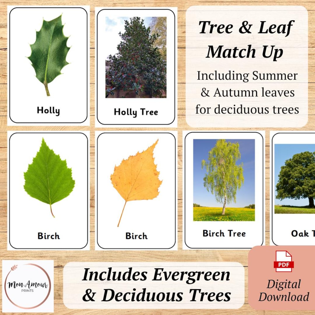 Tree & Leaf Flashcards | Evergreen and Deciduous Trees Match up ...