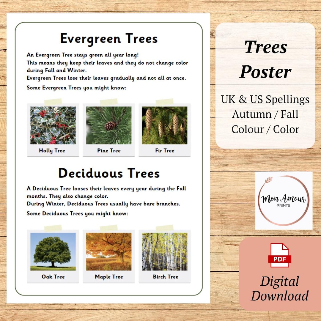 Evergreen and Deciduous Tree Poster | Science - Seasonal Changes ...