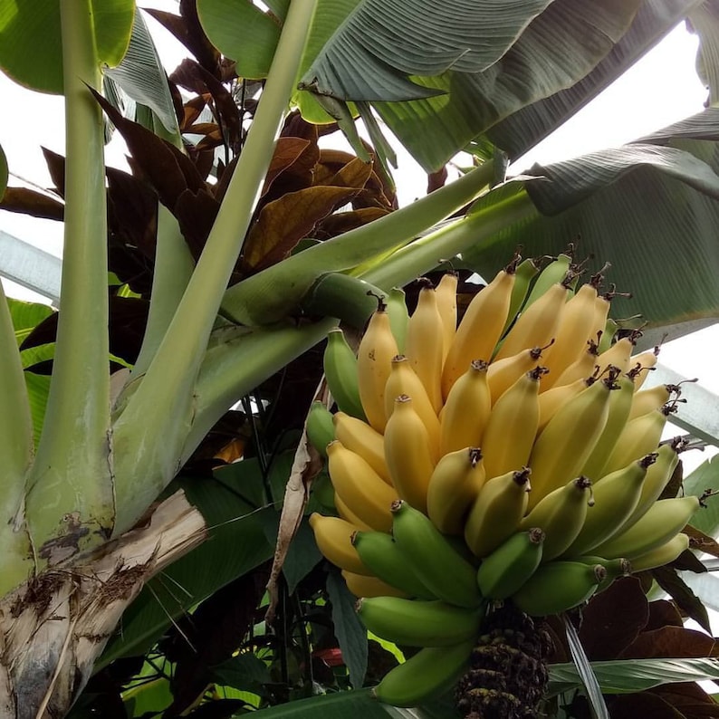 Set of 2 Musa Dwarf Cavendish Plants 12 Inches Height - Etsy