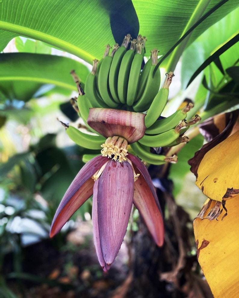 Set of 2 Musa Dwarf Cavendish Plants 12 Inches Height - Etsy