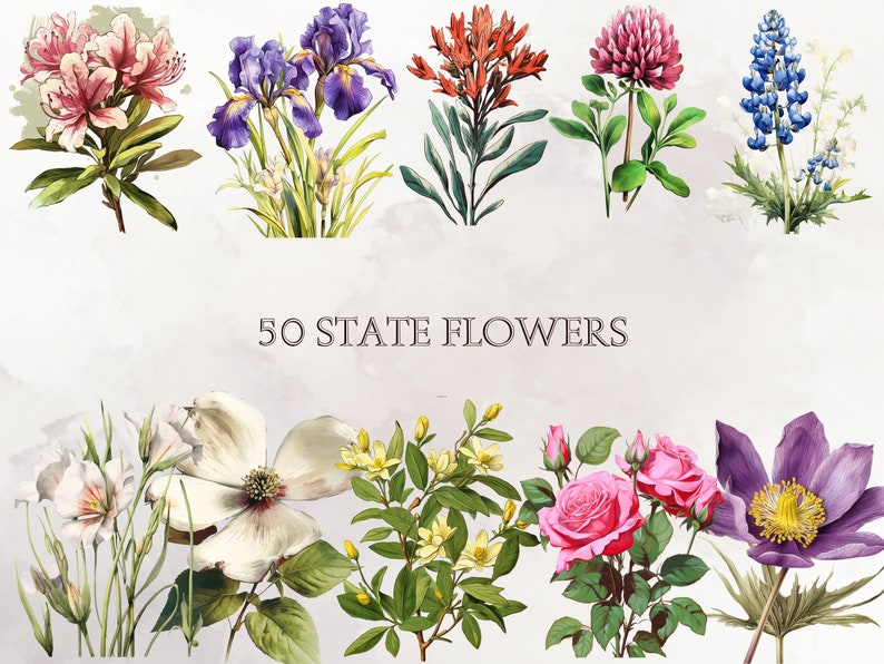 State Flowers Clipart PNG Wildflowers Clip Art Flowers Bundle - Etsy