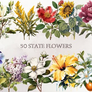 State Flowers Clipart PNG Wildflowers Clip Art Flowers Bundle, SVG ...
