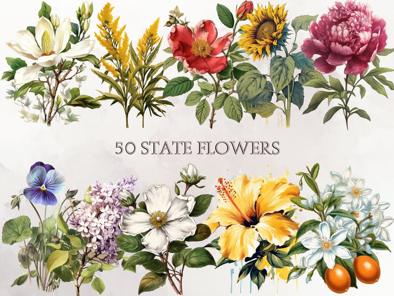 State Flowers Clipart PNG Wildflowers Clip Art Flowers Bundle - Etsy