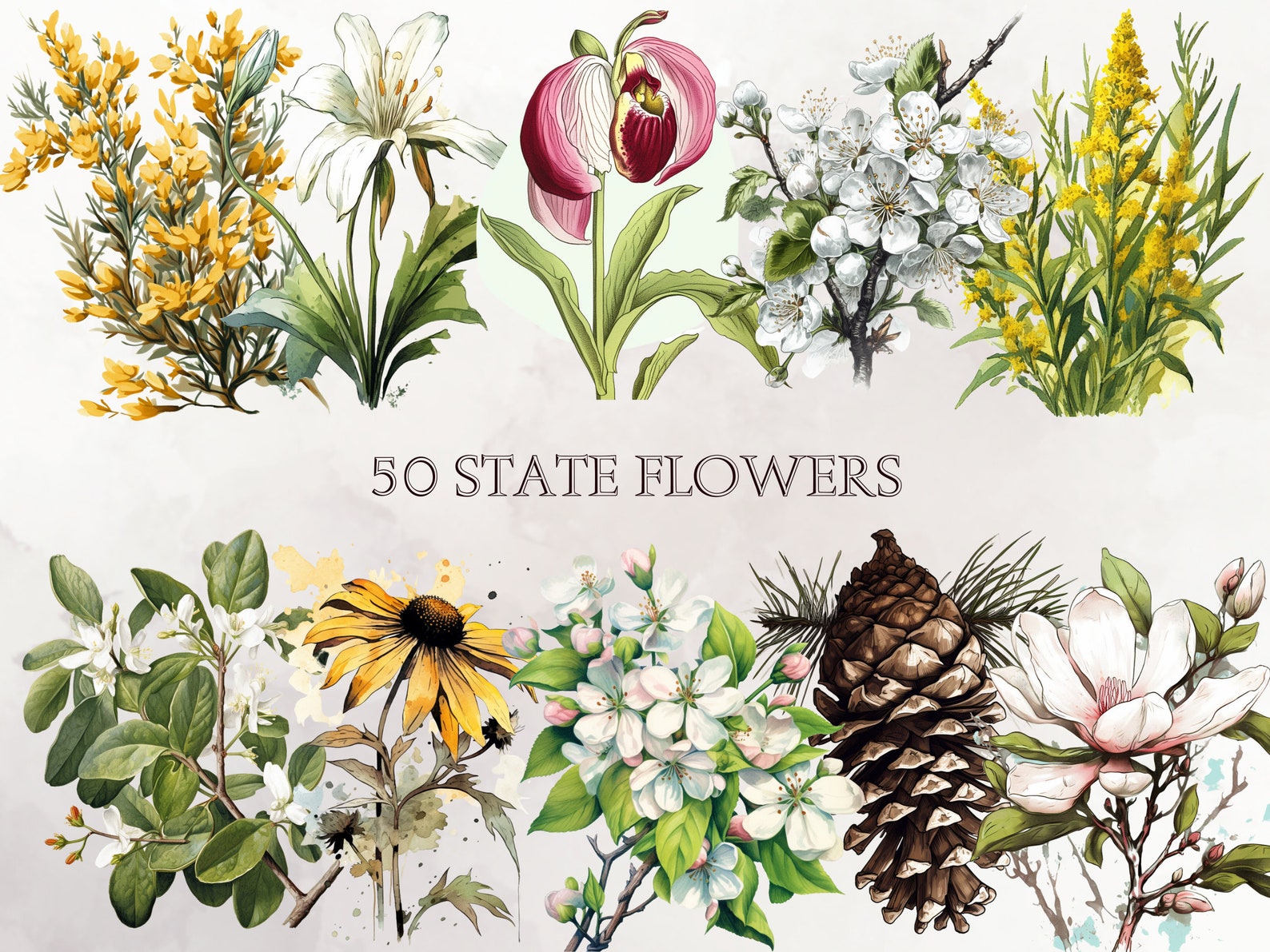 State Flowers Clipart PNG Wildflowers Clip Art Flowers Bundle - Etsy