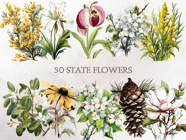 State Flowers Clipart PNG Wildflowers Clip Art Flowers Bundle - Etsy