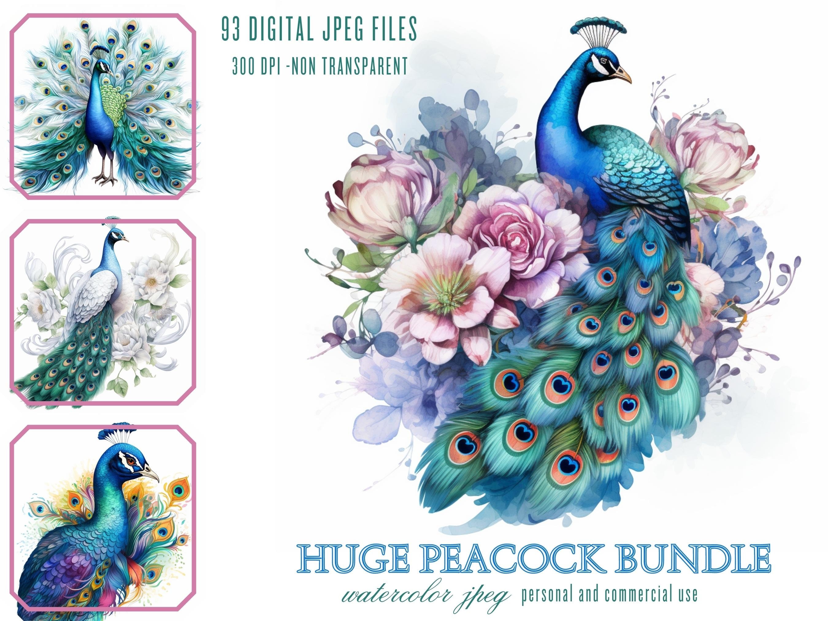 Watercolor Peacock Clipart Bundle Pack 93 JPG Files Clip Art - Etsy